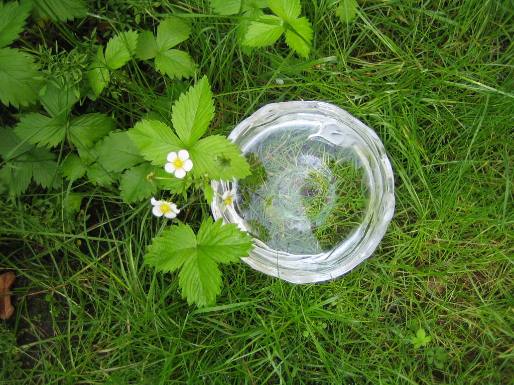 Was sind Blütenessenzen? Flower Power für deine Seele, Körper und dein ...