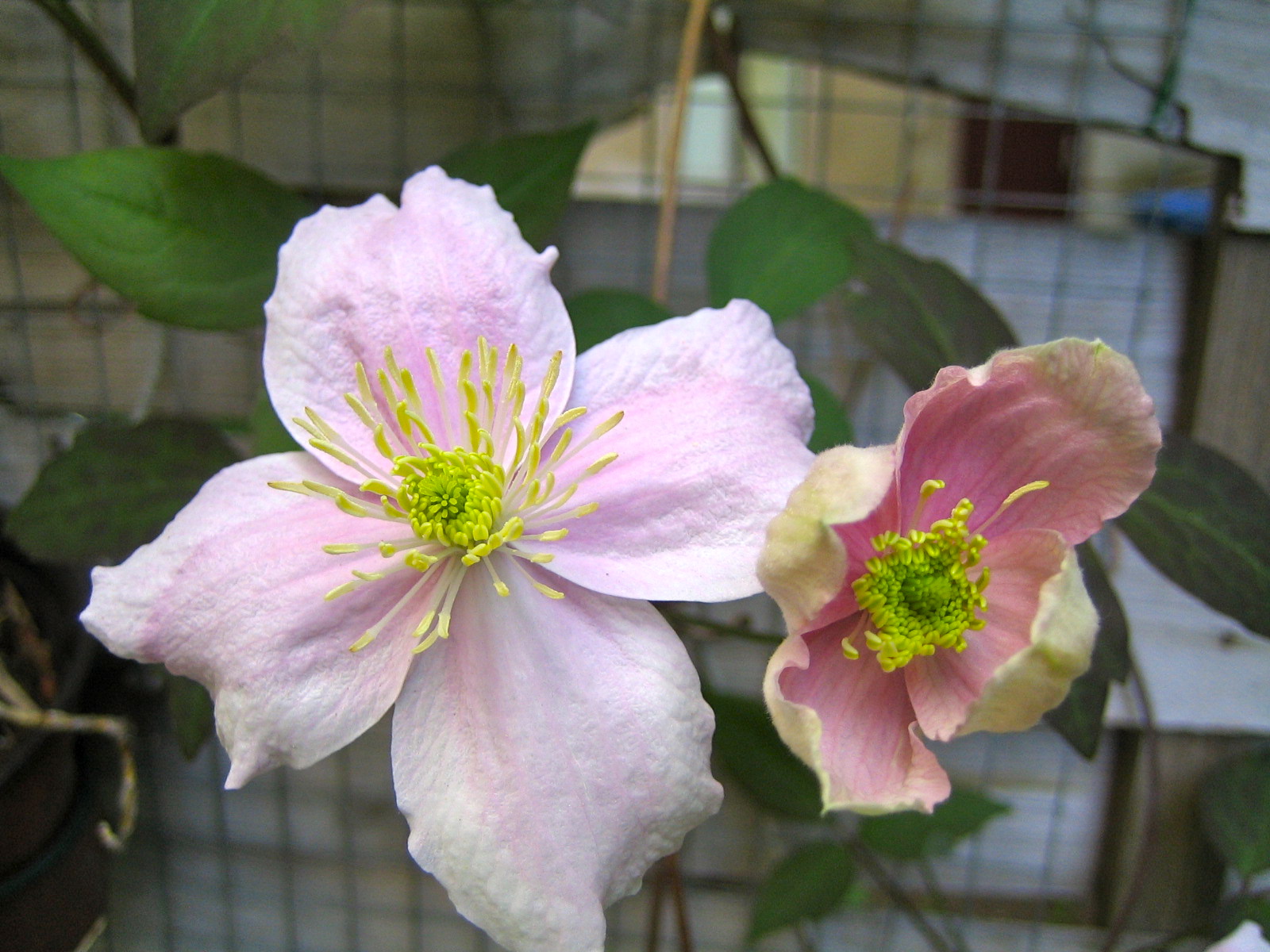 Clematis Montana »Mayleen« - Wolfgang Riedl