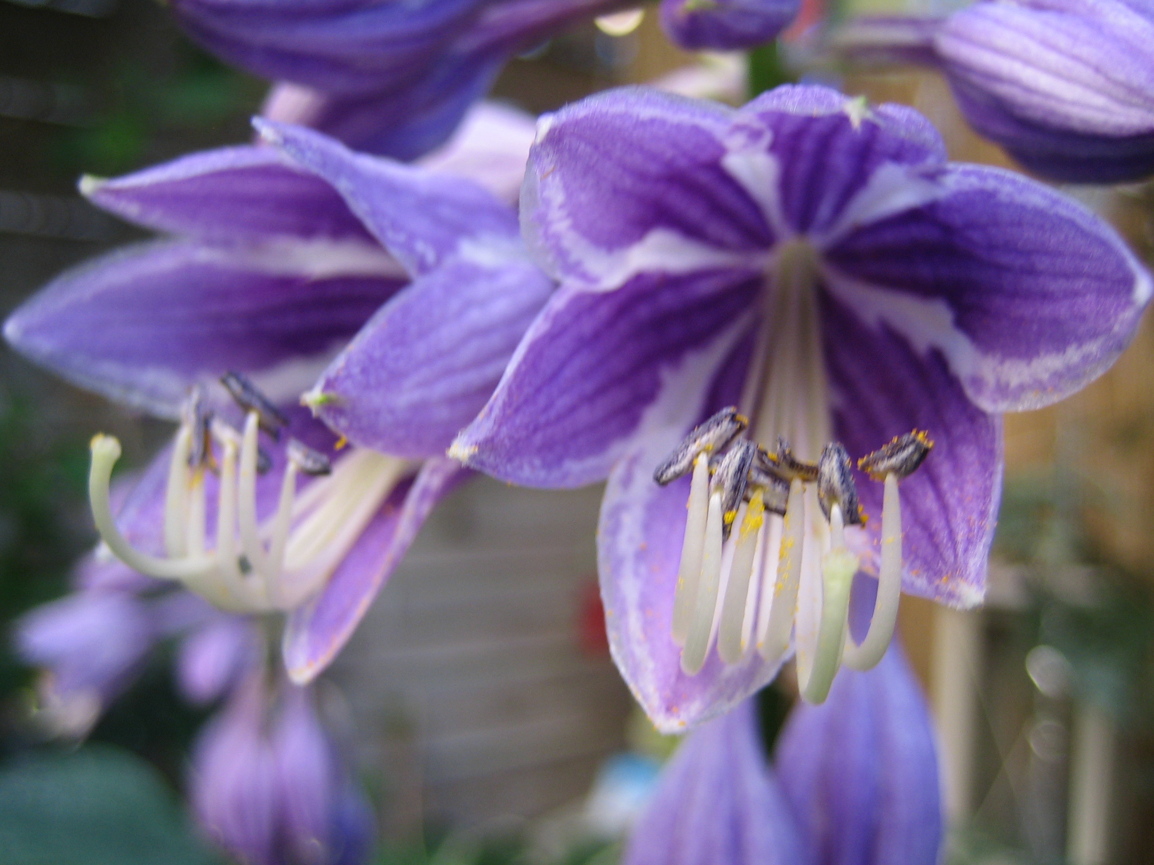 Funkie "Invincible" `Violet Warrior’ Blütenessenz - Schutz und ...