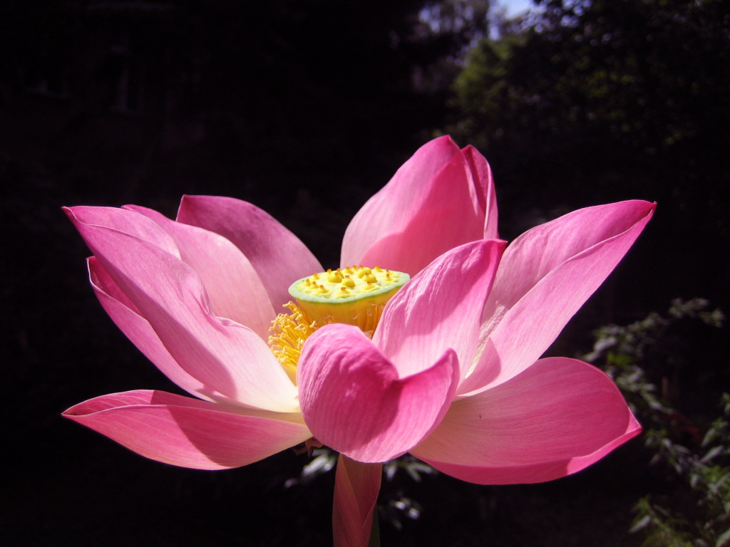 Lotus »Charles Thomas« -schafft Verbindung zum Atem des Lebens ...