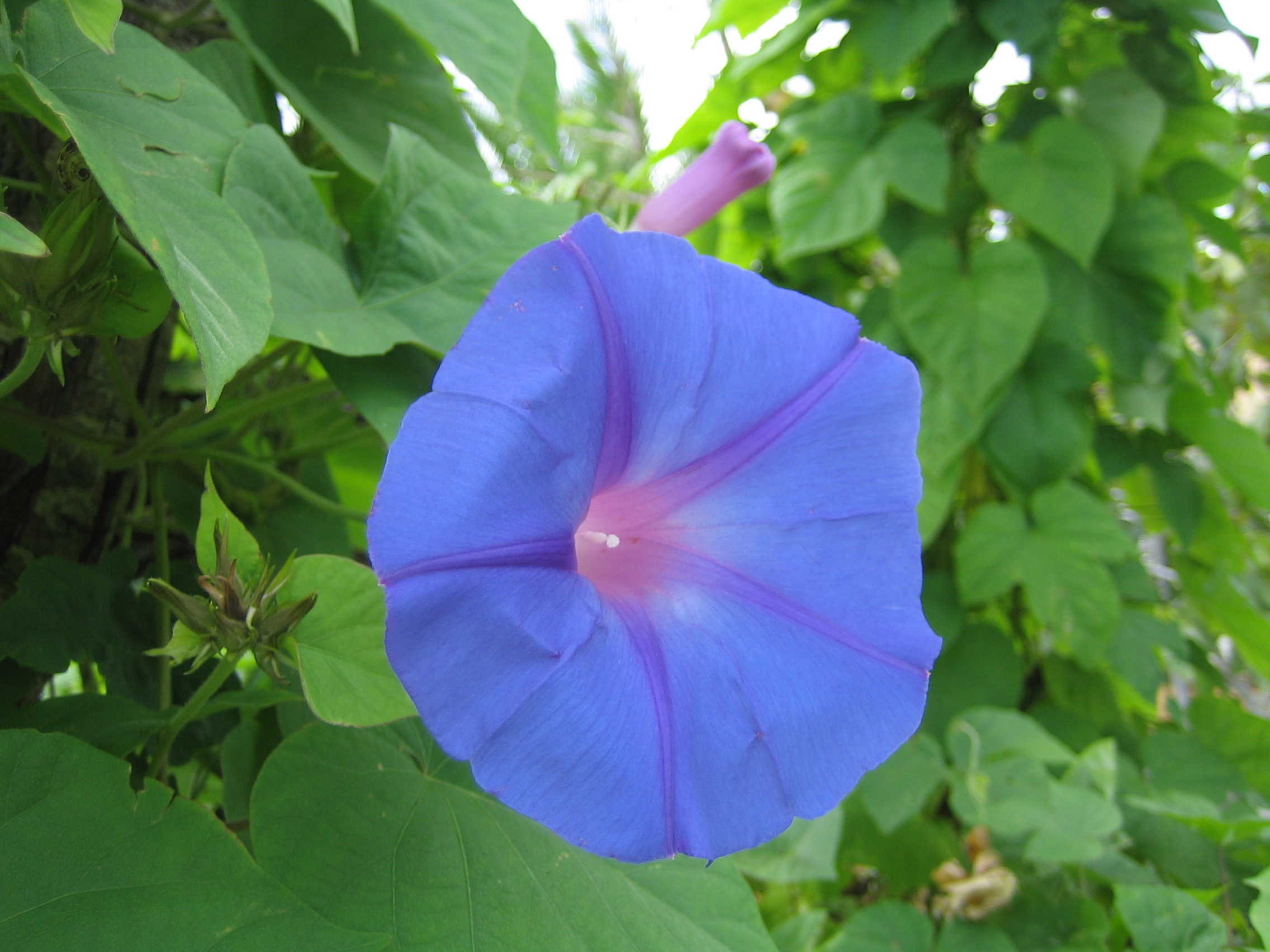 Purpur-Prunkwinde - finde deinen Rhytmus - — Wolfgang Riedl