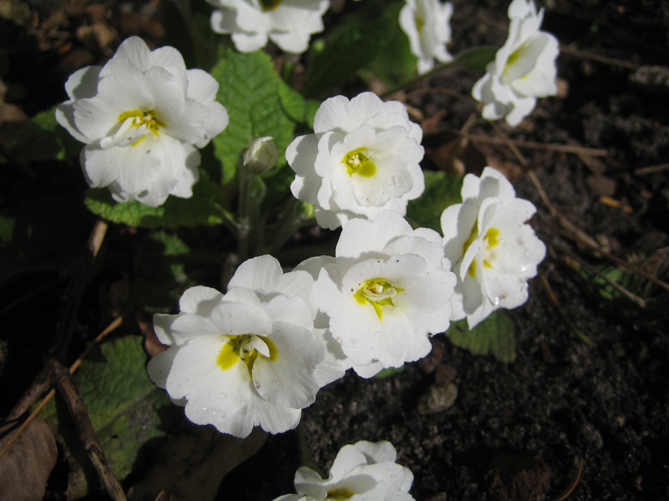 Weiße gefüllte Primel Blütenessenz - Selbstfindung - — Wolfgang Riedl