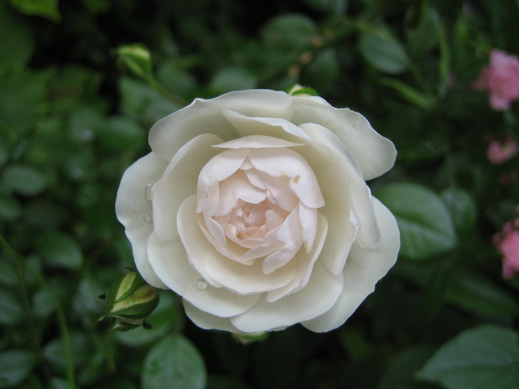 White Fairy Rose Blütenessenz - verbindet mit Mut und Klarheit ...
