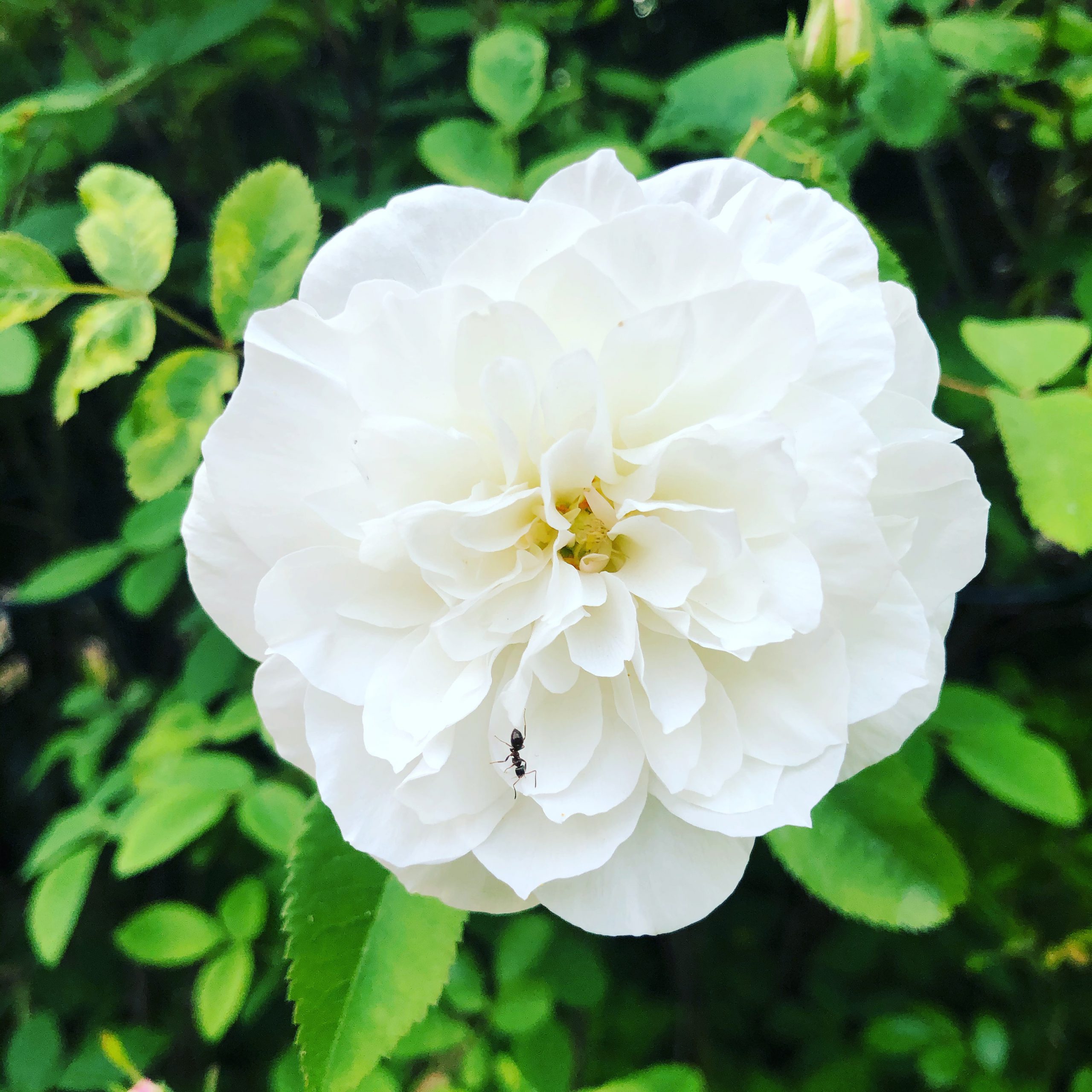 Weiße Rose Susan Williams-Ellis Blütenessenz - Deine Souveränität ...