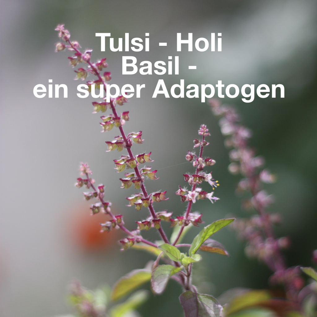 Das ätherische Öl Tulsi - Holi Basil - ein super Adaptogen — Wolfgang Riedl
