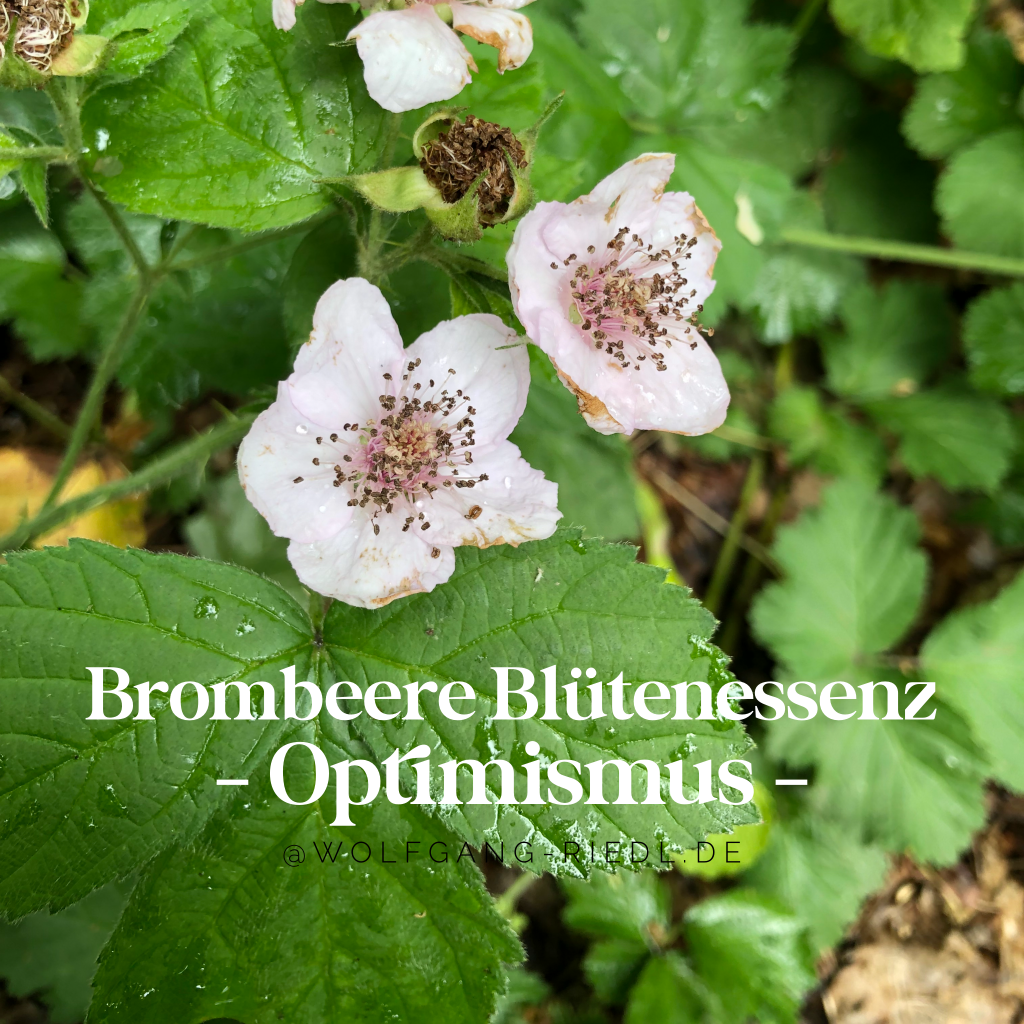 Brombeere Blütenessenz – Optimismus - — Wolfgang Riedl