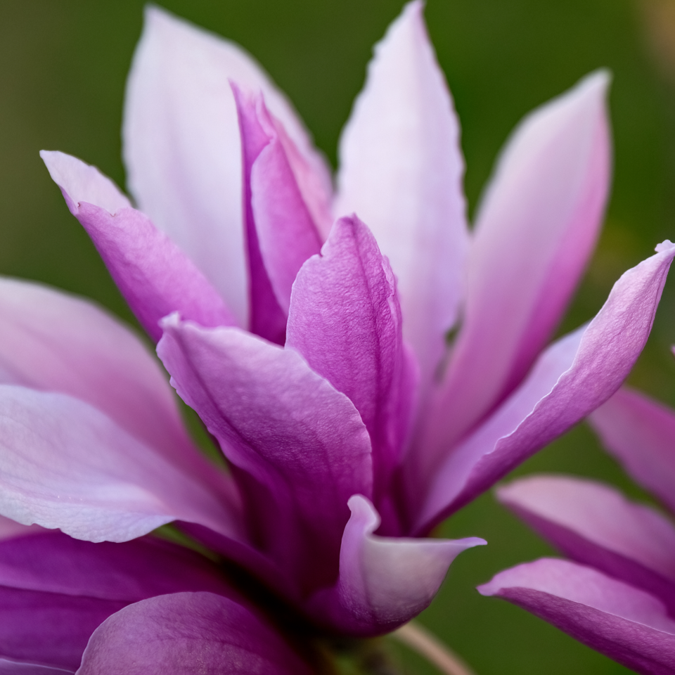 Blütenessenz Purpur-Magnolie 'Susan' - die sanfteste Heilung deines ...