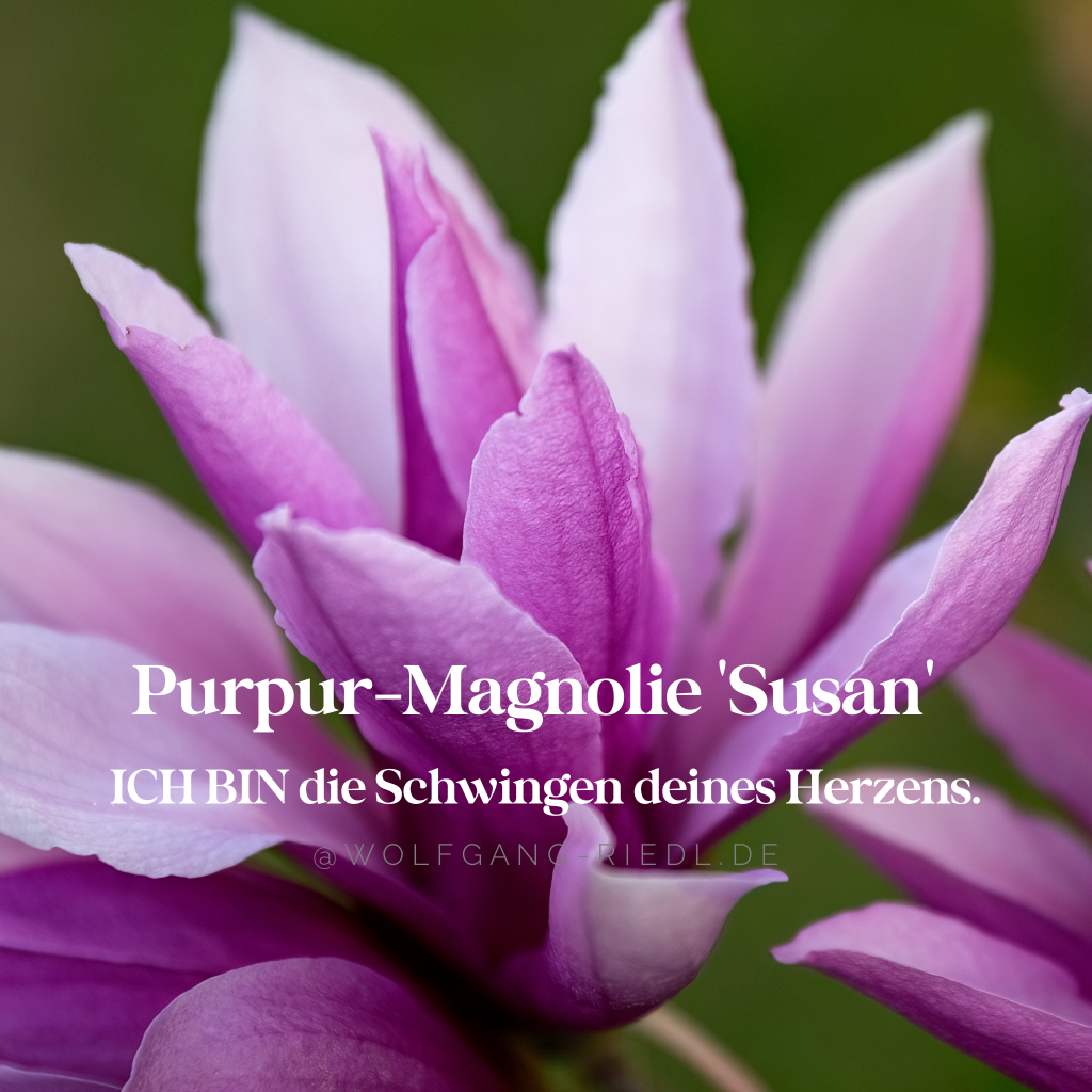 Blütenessenz Purpur-Magnolie 'Susan' - die sanfteste Heilung deines ...